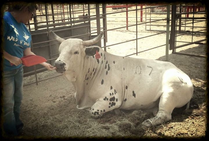 Life on the rodeo circuit for animals - RopeSmart - WE ARE TEAM ROPING