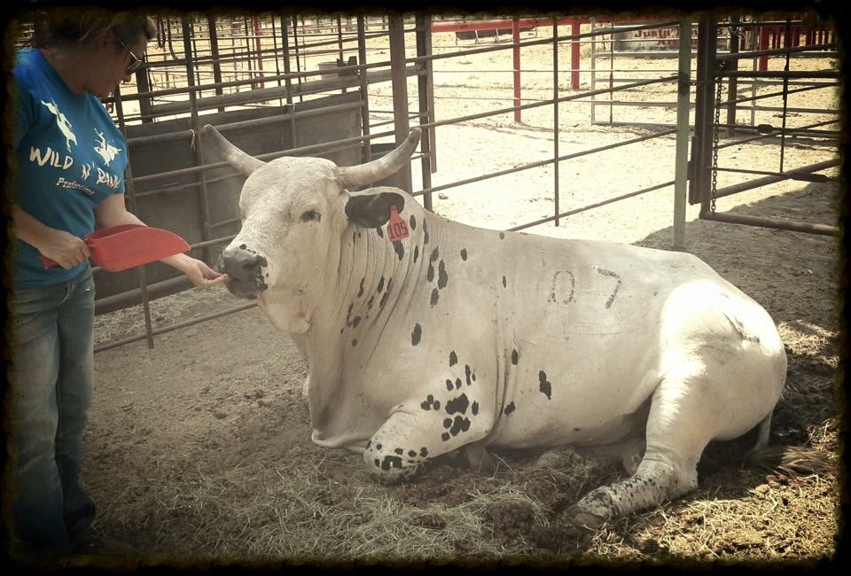 Life on the rodeo circuit for animals - RopeSmart - WE ARE TEAM ROPING