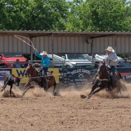 Best Roping Dummy For HeelersWhy The Smart Heeler Is The Best Roping ...